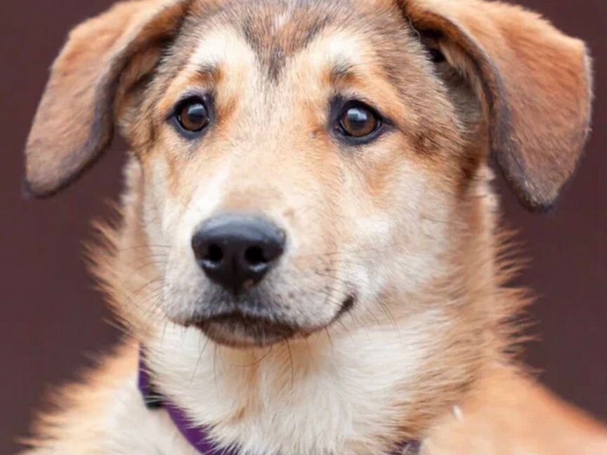 Агат, в добрые руки