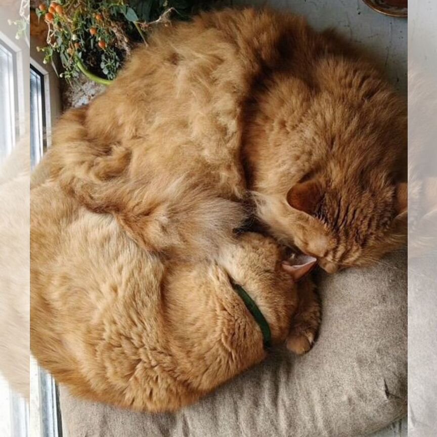 Взрослый кот в добрые руки