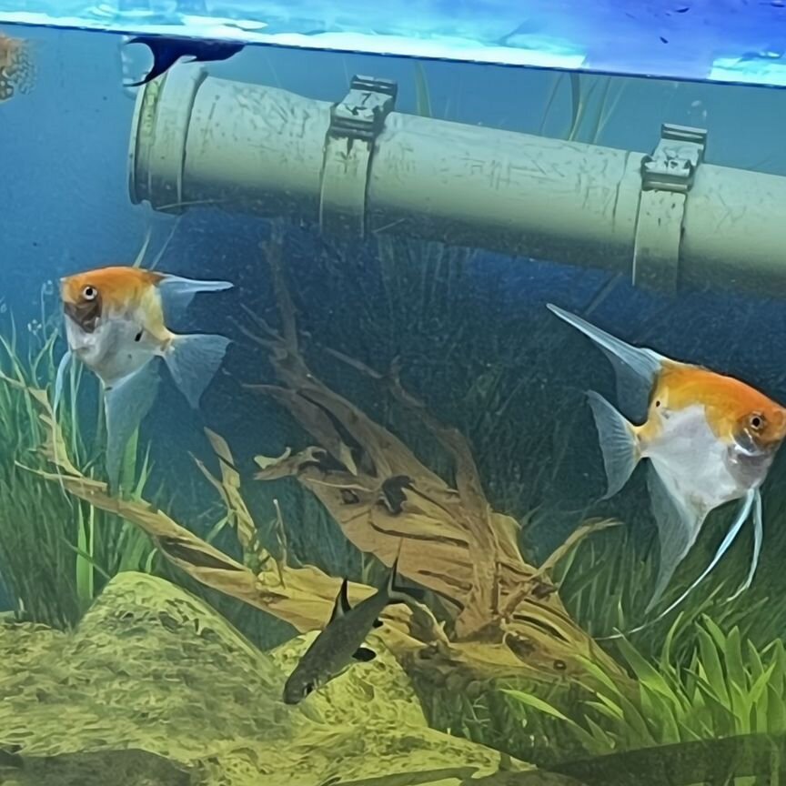 Скалярии пара