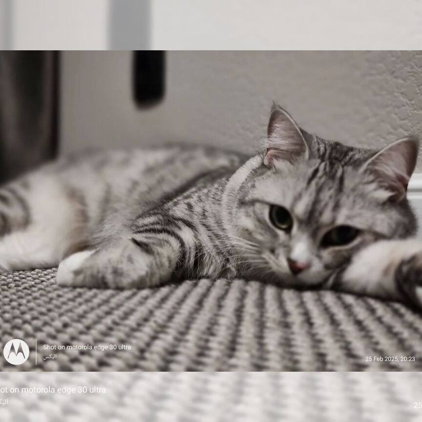 Шотландская прямоухая короткошёрстная, взрослая кошка