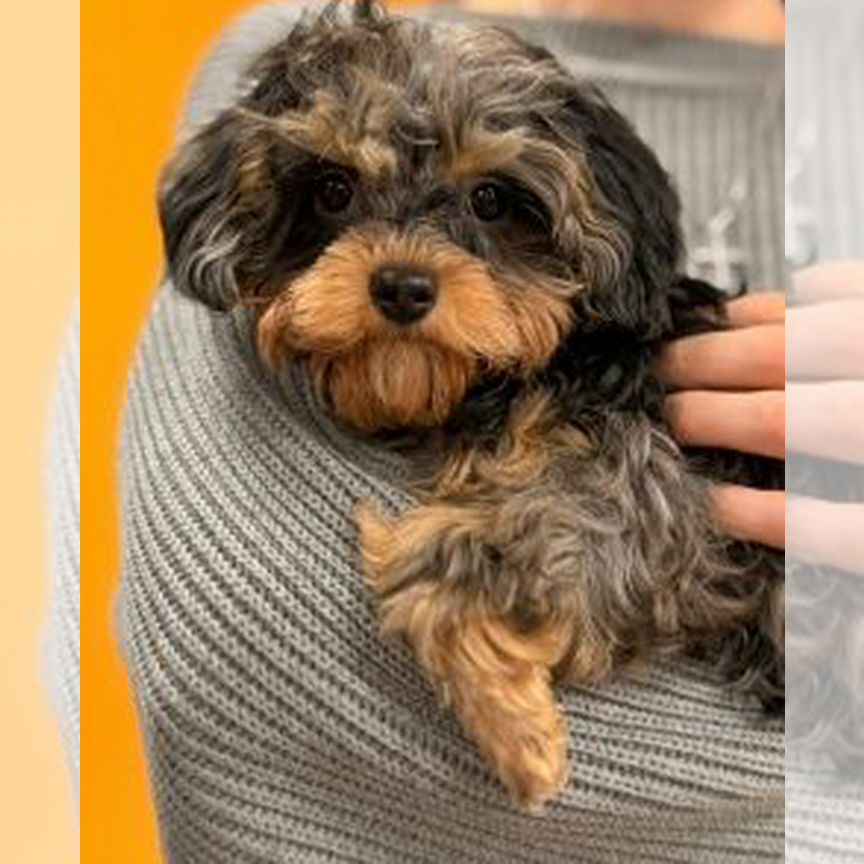 Петербургская орхидея, щенок