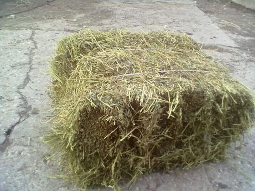 Сено в тюках и в рулонах