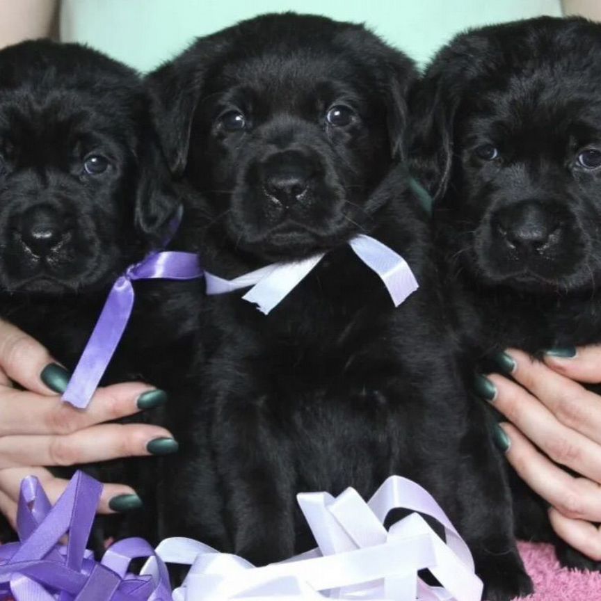 Лабрадор шенки