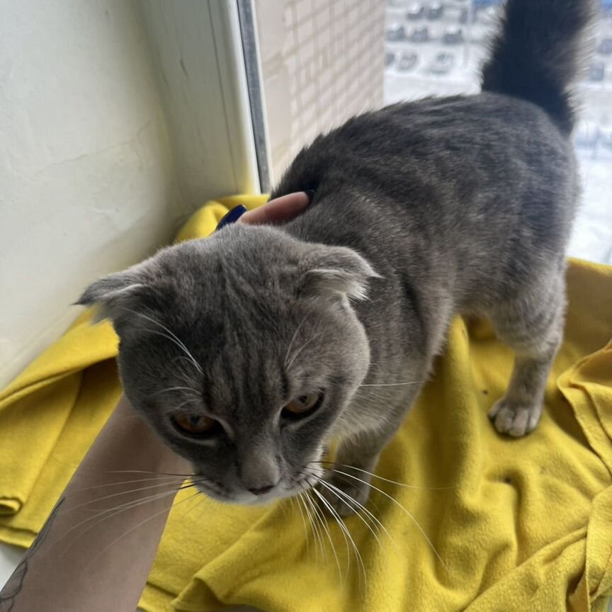 Котята в добрые руки бесплатно