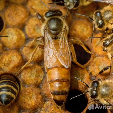 Матки бакфаст