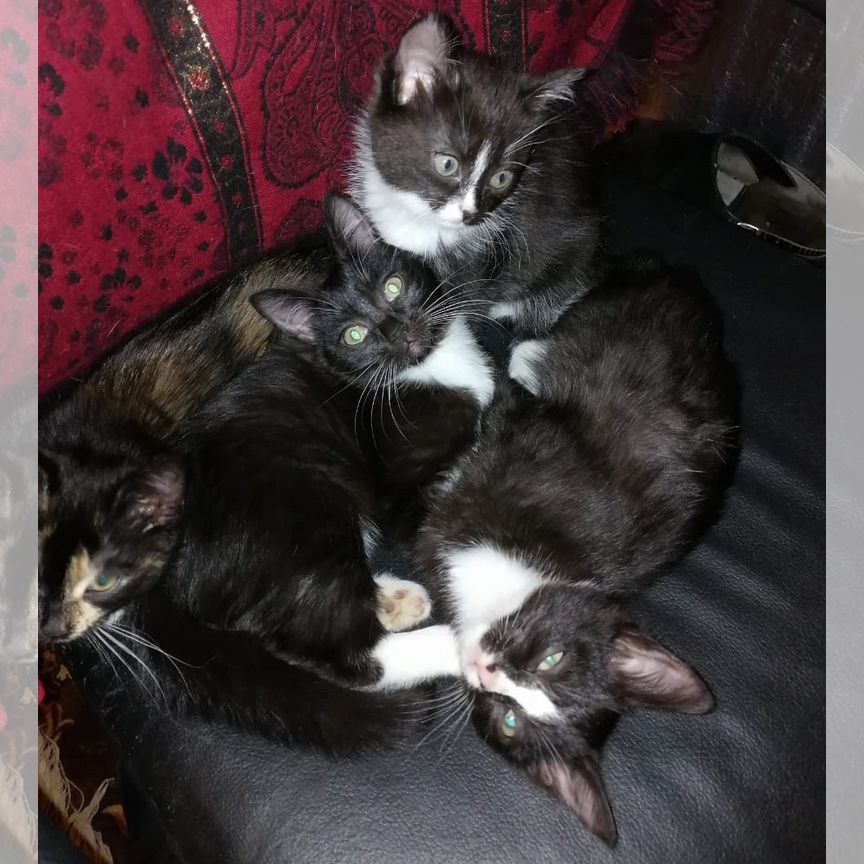 Котёнок в добрые руки