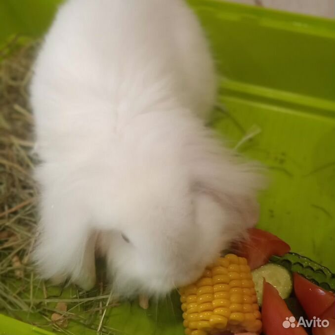 Декоративный кролик вислоухий