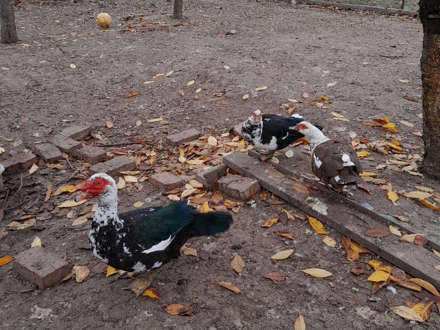 Домашняя птица