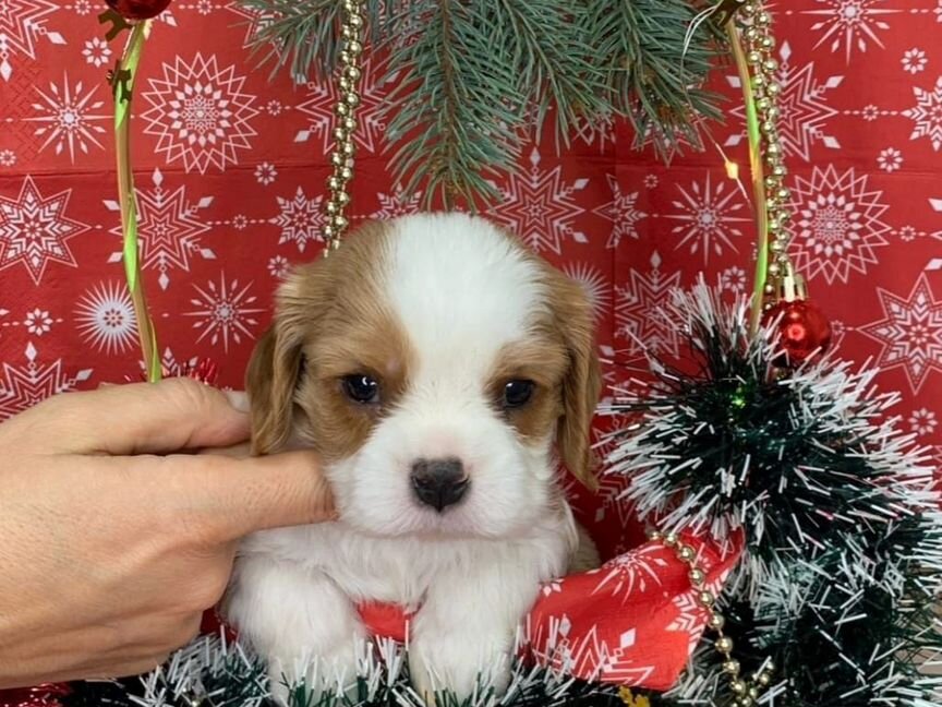 Кавалер Кинг Чарльз Спаниель