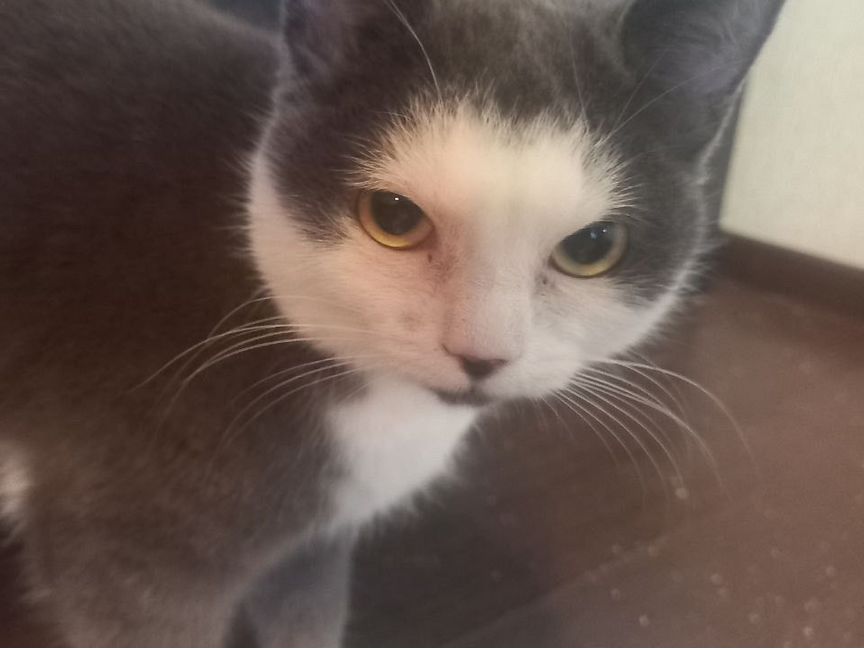 Всратая кошка