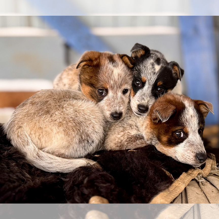 Австралийский хилер, щенок