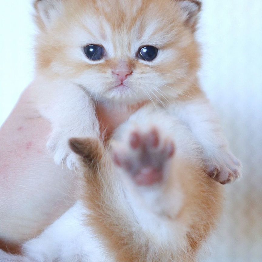 Британские котята