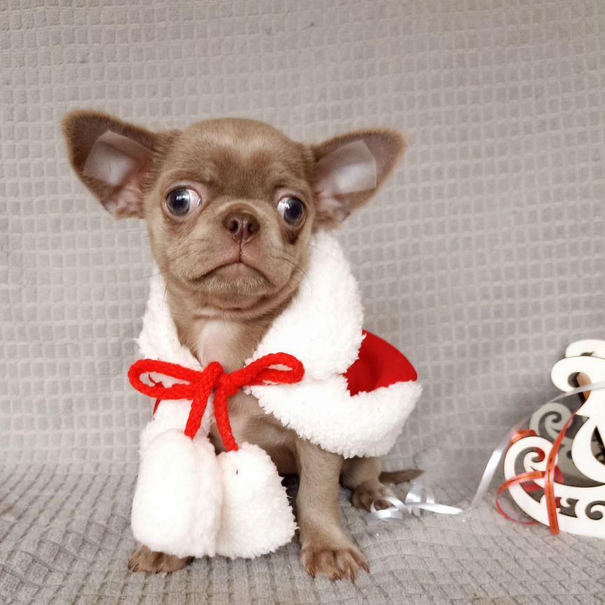 Лиловая красотка чихуахуа