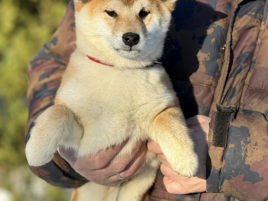 Сиба ину щенок готов к переезду