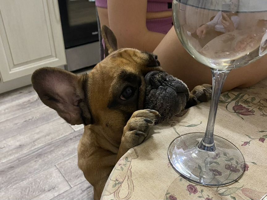 Вязка франзузский будьдог