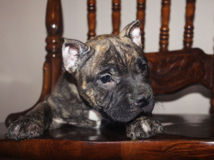 Американский булли щенки