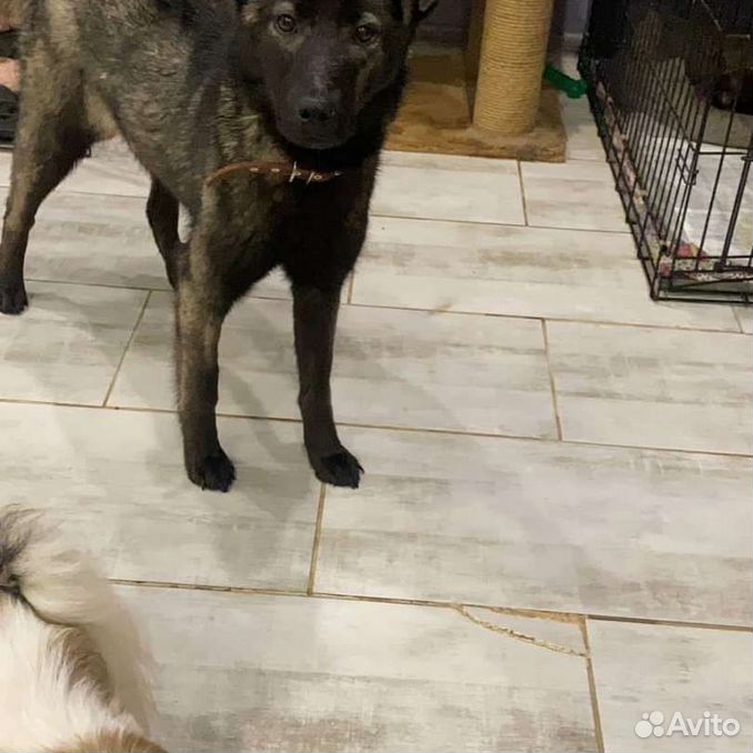 Ева собака улыбака )