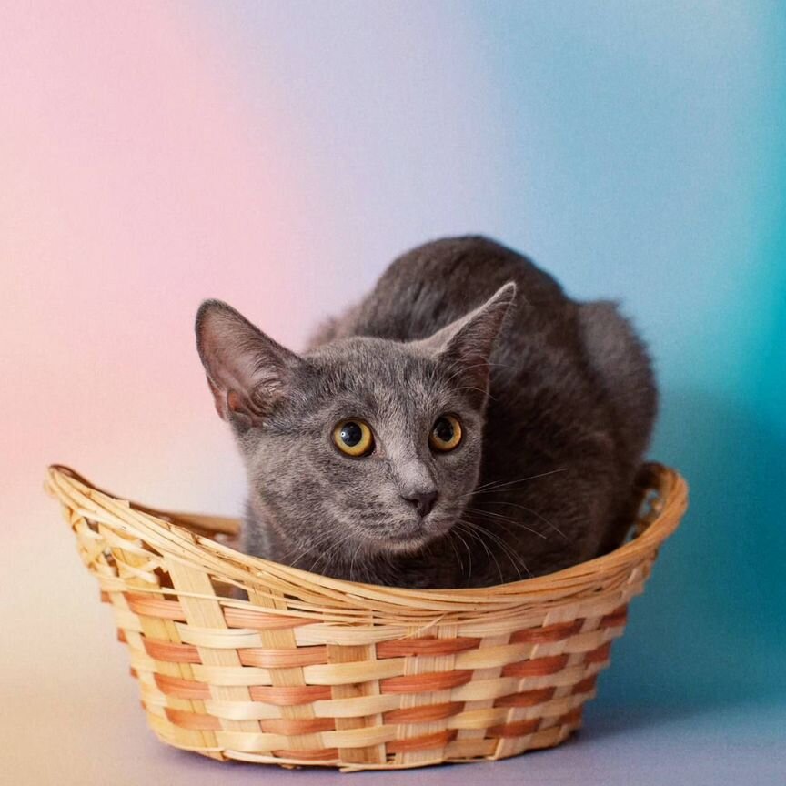Серый котенок Букля