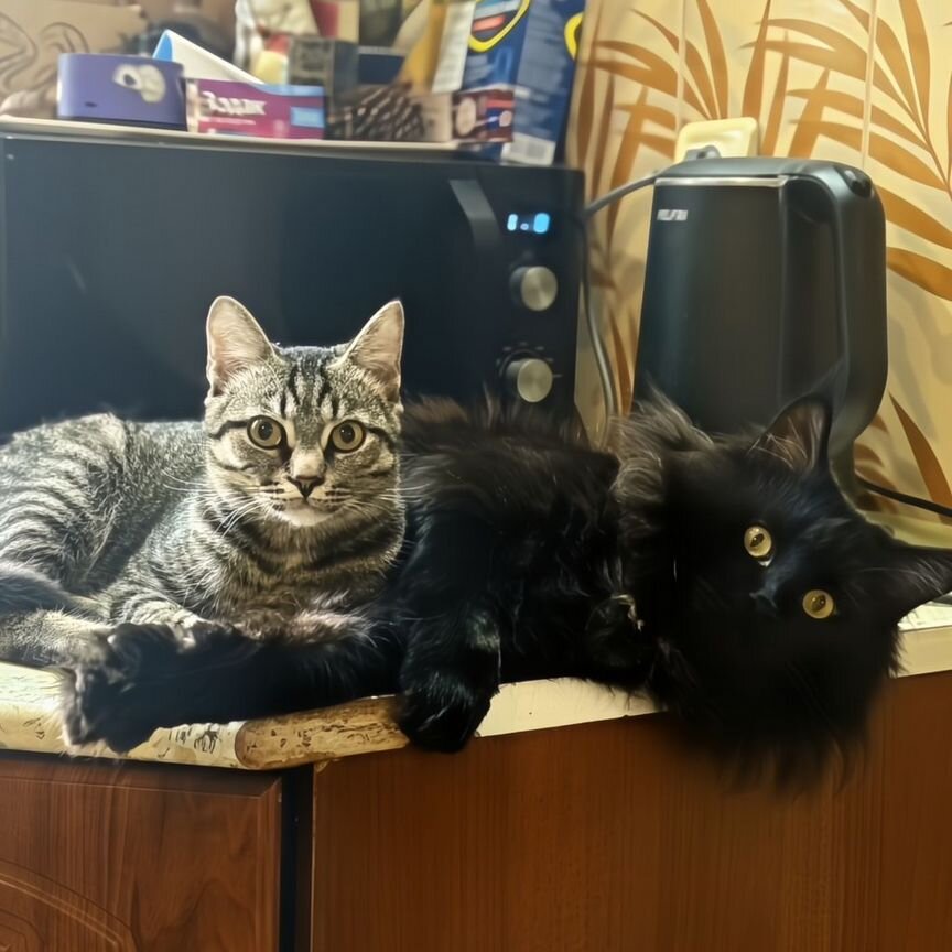 Шотландский прямоухий короткошёрстный котёнок