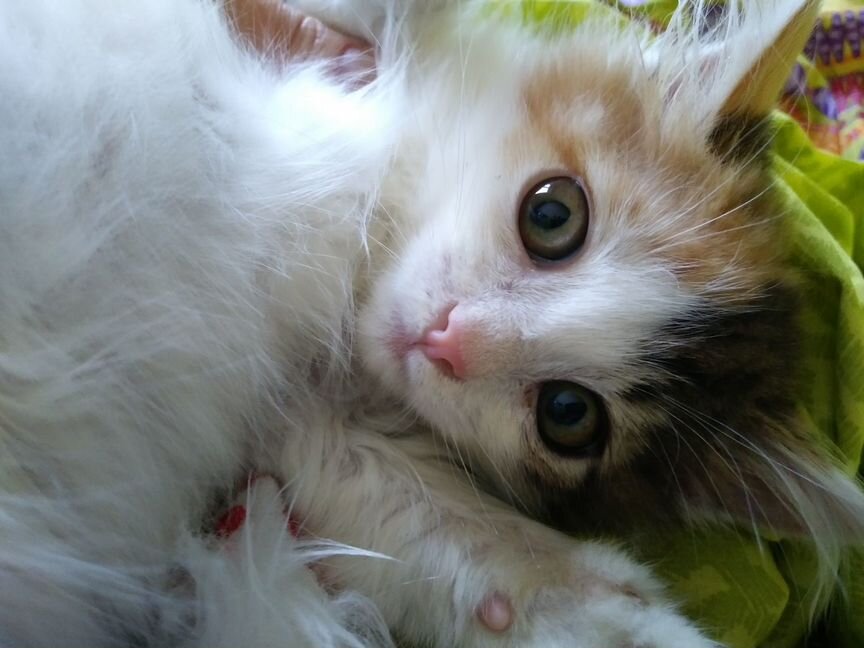 Кошечка трёхцветная бесплатно