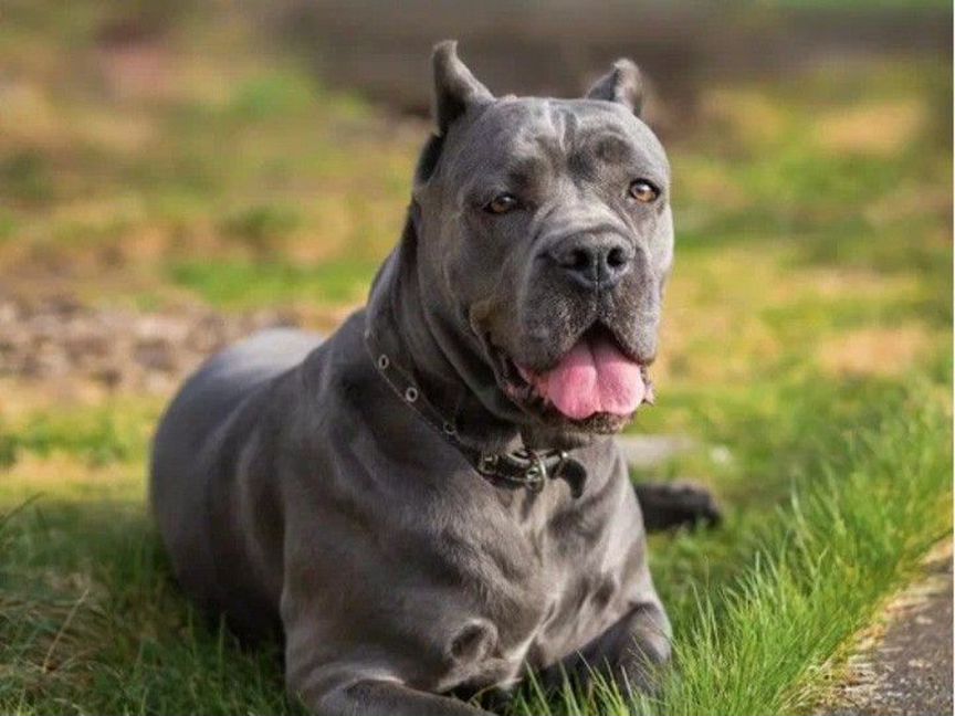 Корсики малыши