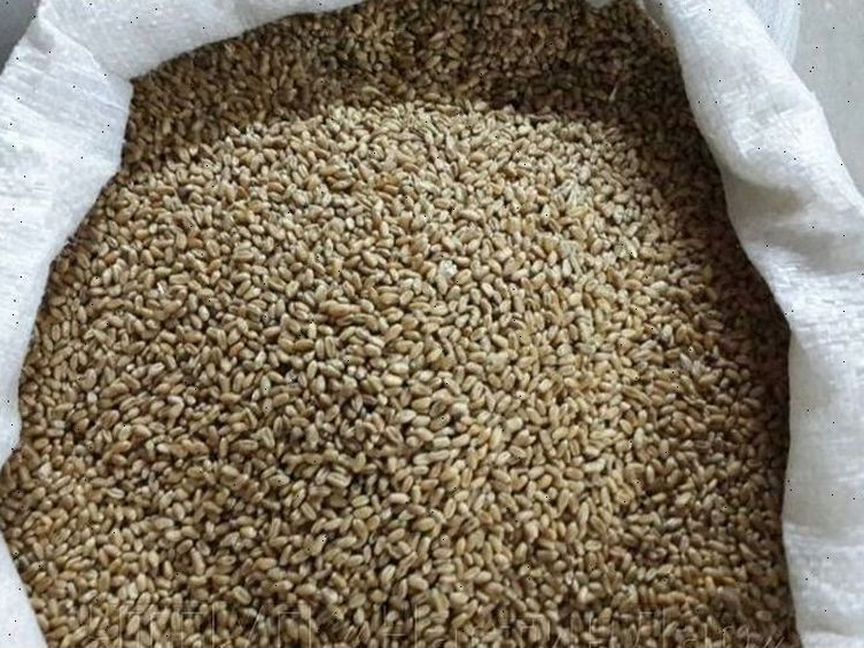 Зерно, овес, ячмеь пшеница