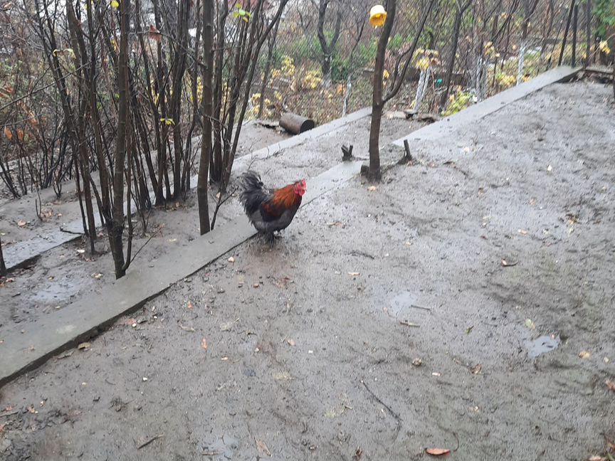 Мохноногие петухи