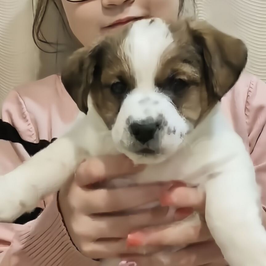 Джек-рассел-терьер, щенок