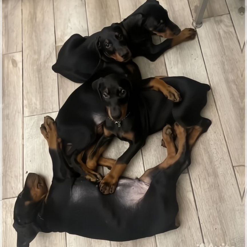 Доберман, щенок