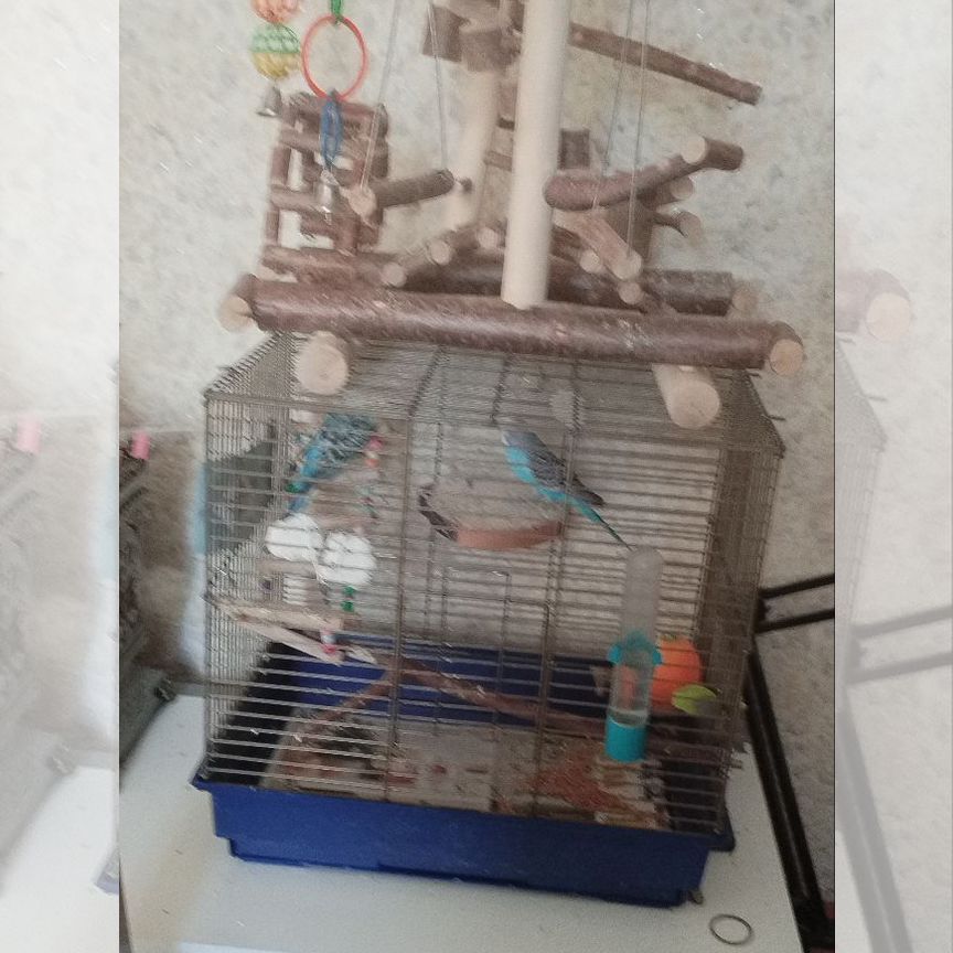 Волнистый попугай с клеткой москва