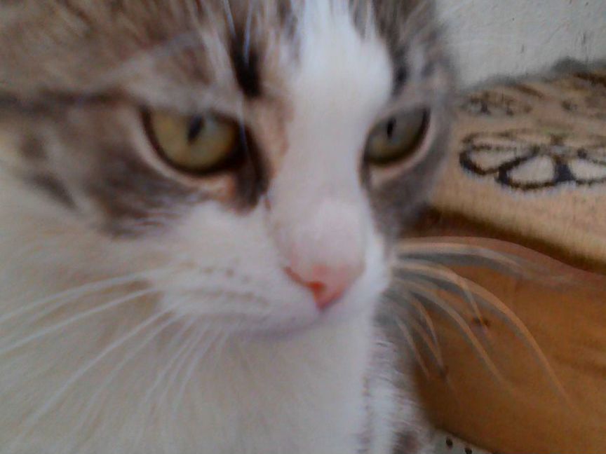 Кошечка в добрые руки