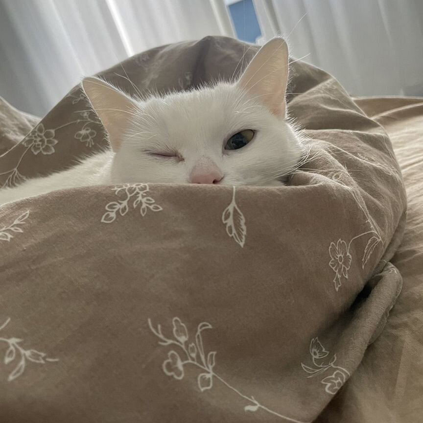 Кошка као мани