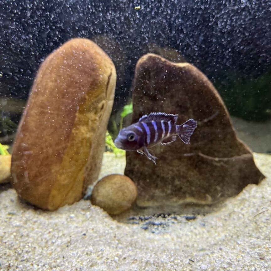 Псевдотрофеус демасони