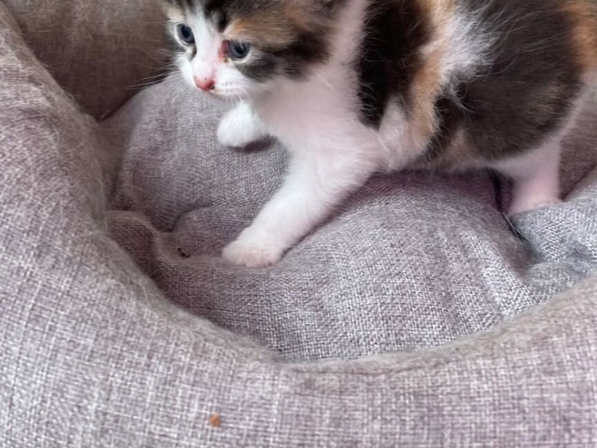 Котята ишут дом