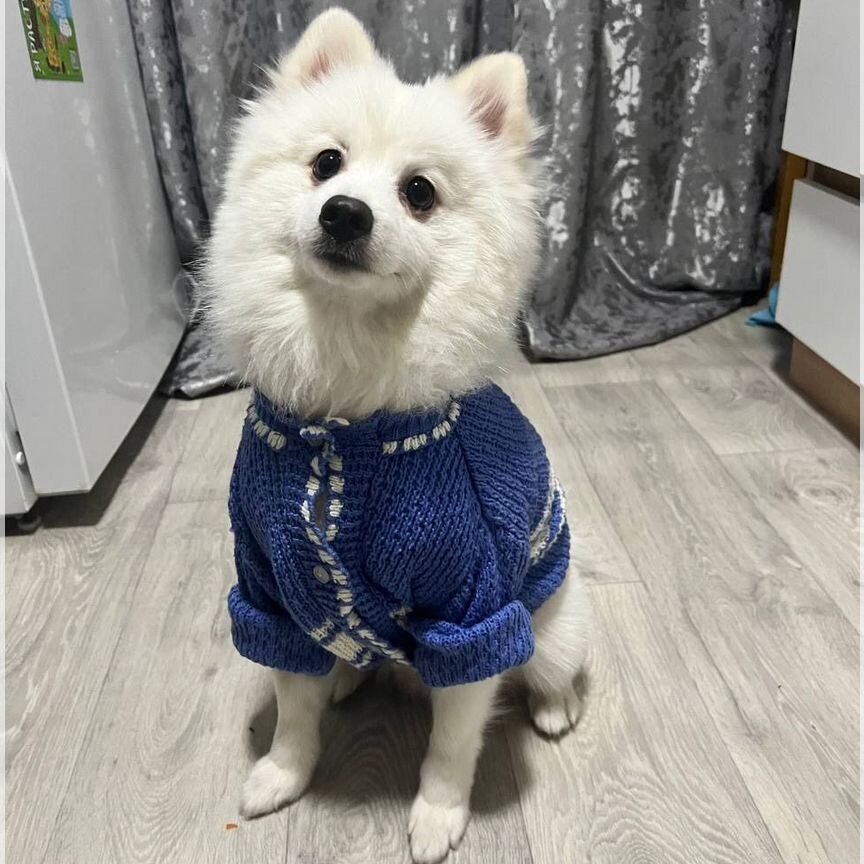 Немецкий шпиц, взрослый пёс