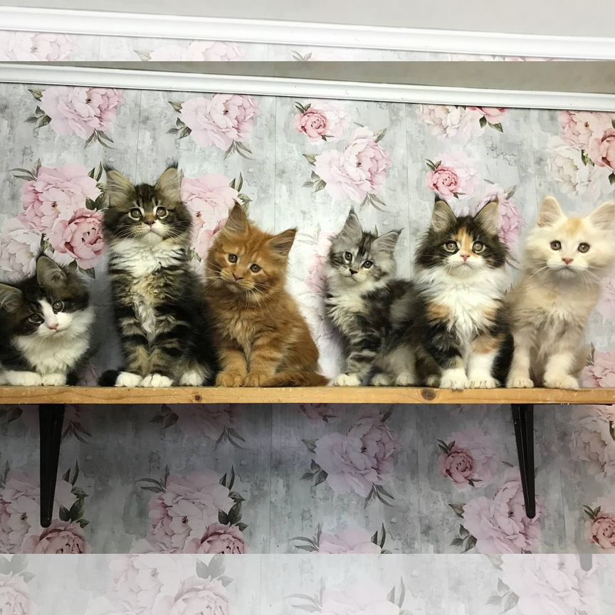 Мейн-кун котёнок