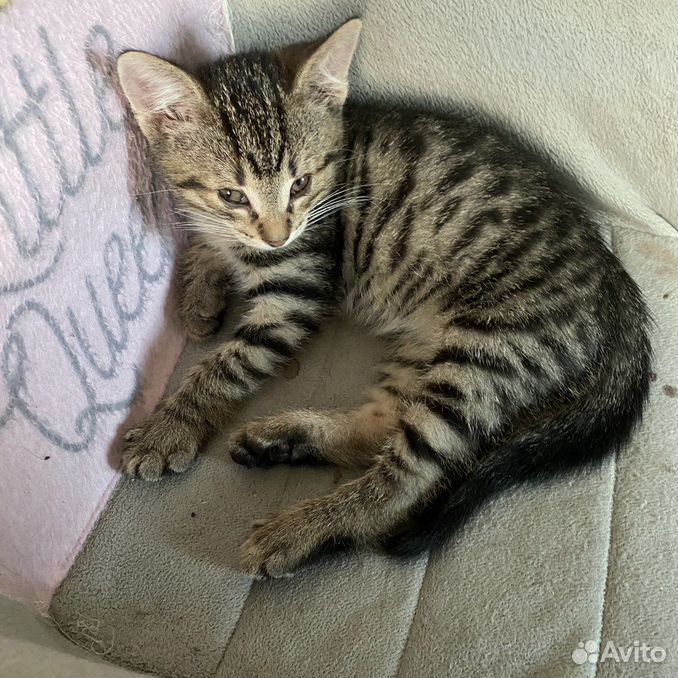 Котенок подкидыш