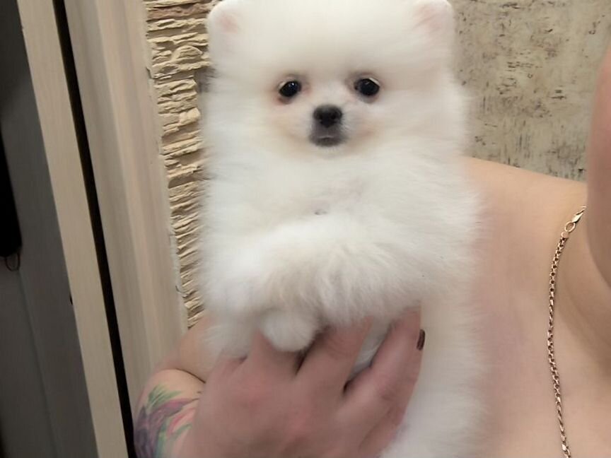 Уфа. Мини шпице -блондики