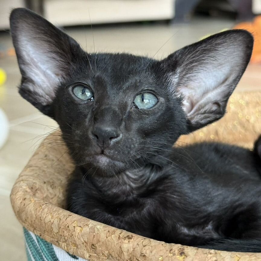 Ориентальный котёнок