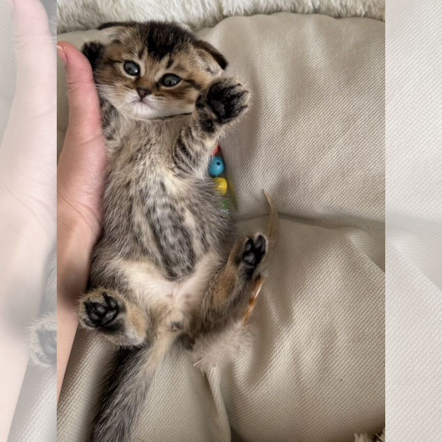 Шотландский вислоухий короткошёрстный котёнок