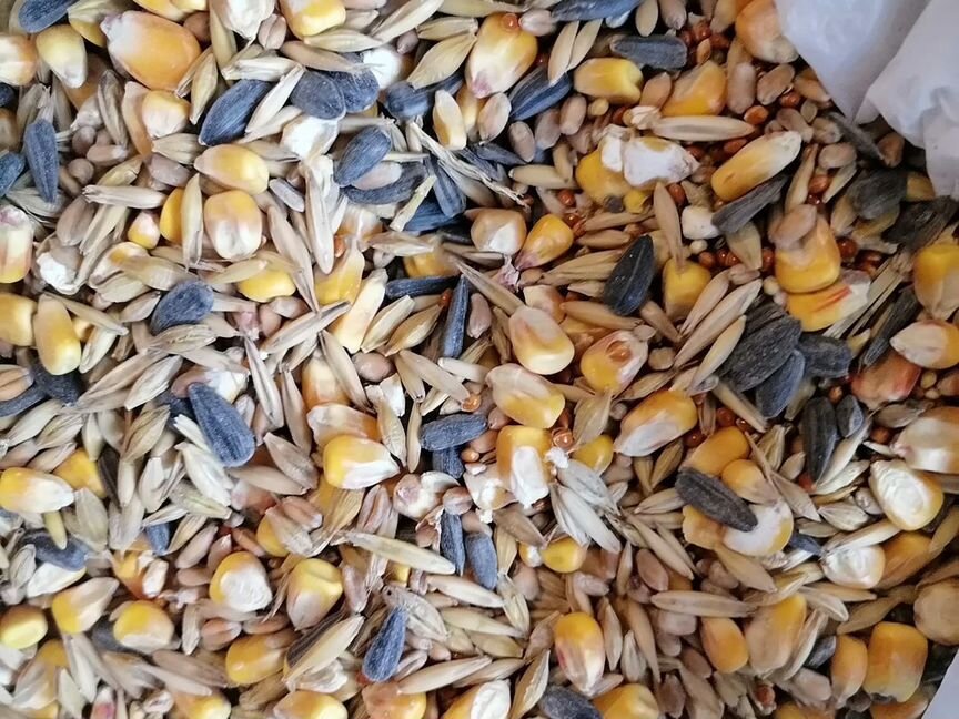 Корм зерно для крыс и др. грызунов