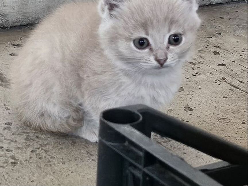Котята (Британская )