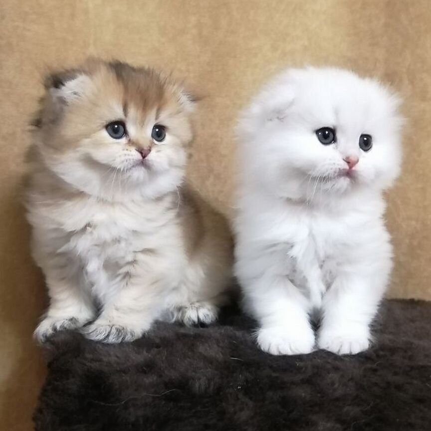 Шотландские вислоухие котята