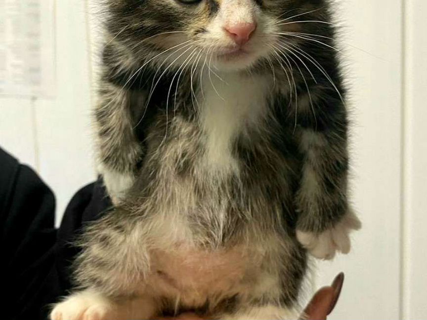 Котята и кошка в добрые руки