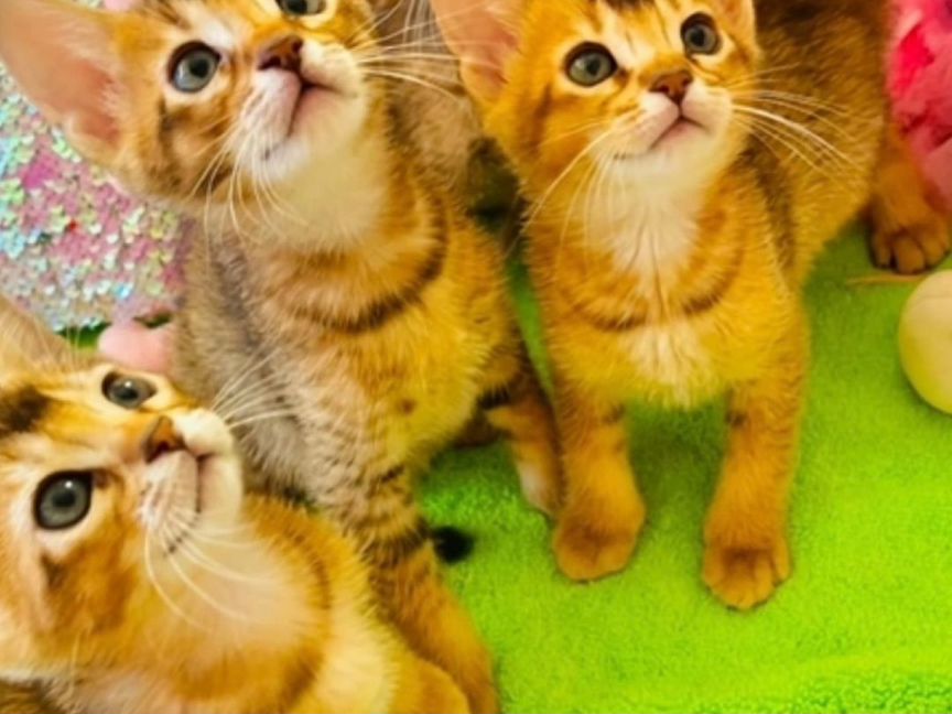 Котята