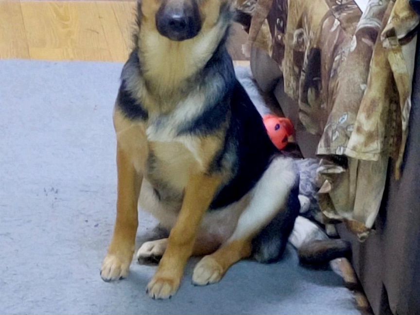 Грация собака