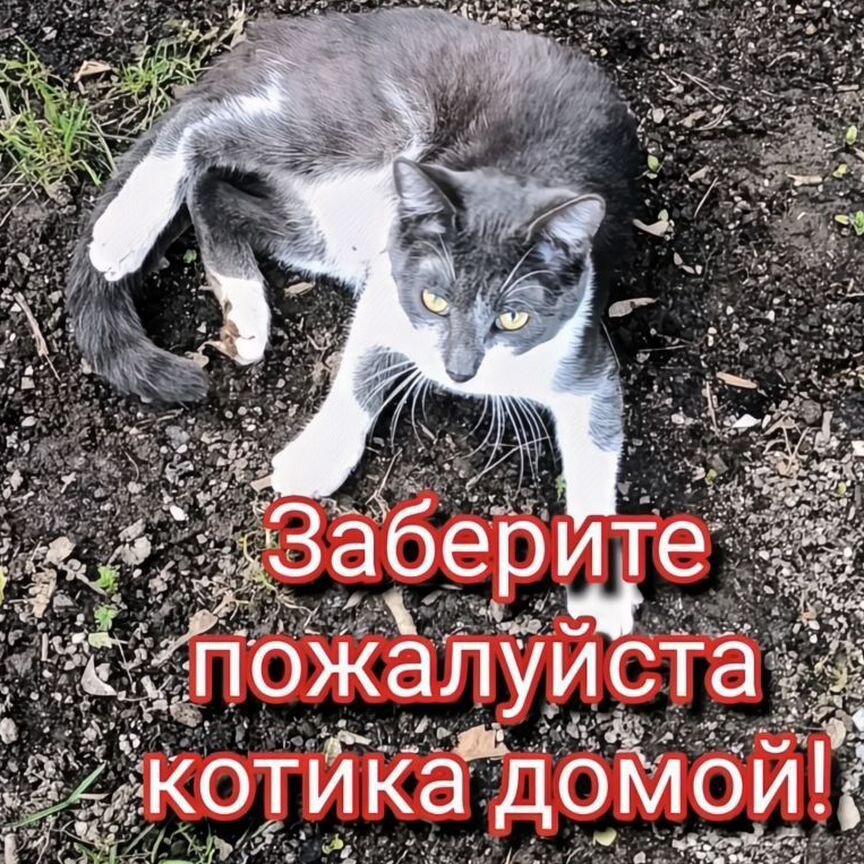 Котёнок от частного владельца
