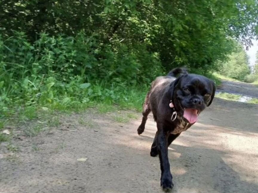 Метис мелкой породы собачки