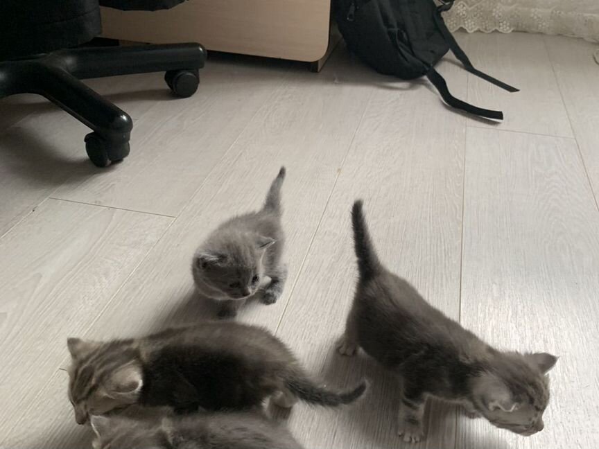 Котята