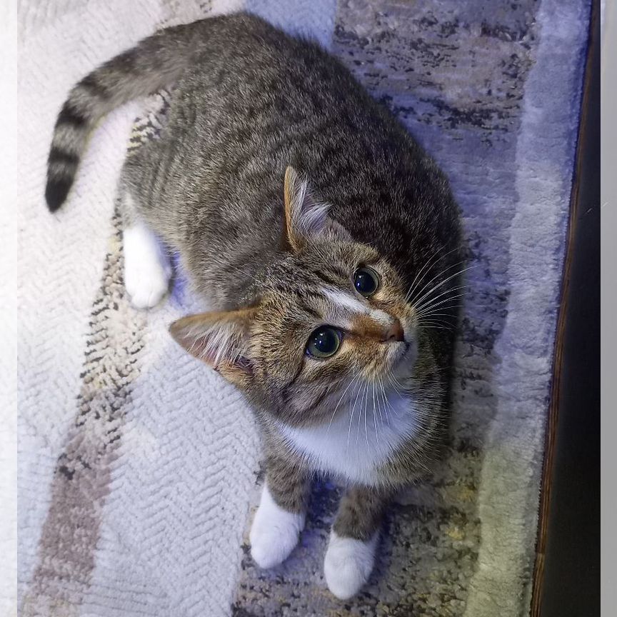 Котёнок мальчик 6 месяцев